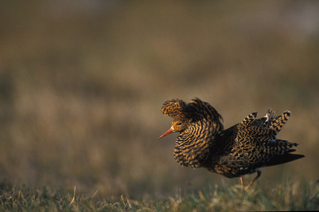 ‘Supergene’ Underlies Ruff Differences in Testosterone, Lekking Behavior