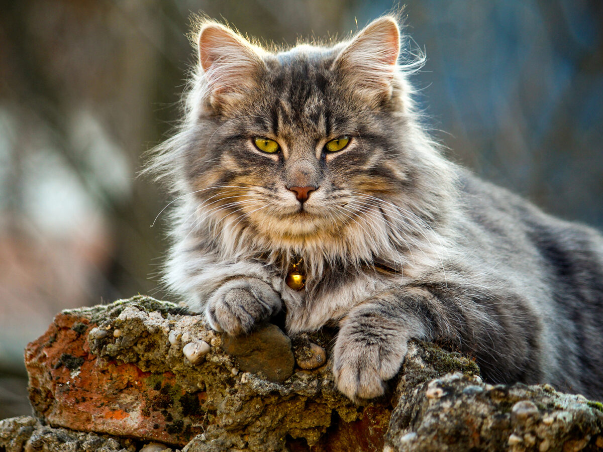 A Closer Look Into Cryptococcal Fungal Infections | VMBS News