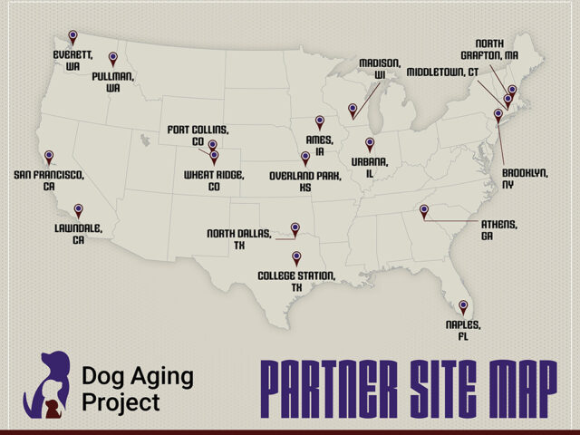 Dog Aging Project Receives $7M To Expand Trial Of Rapamycin | VMBS News