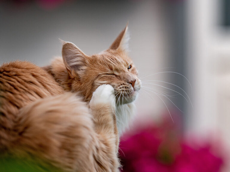 Veterinarian Advice For Keeping Pets Flea-Free | VMBS News