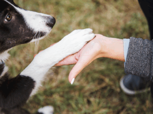 Taking Steps To Alleviate Interdigital Cysts In Dogs | VMBS News