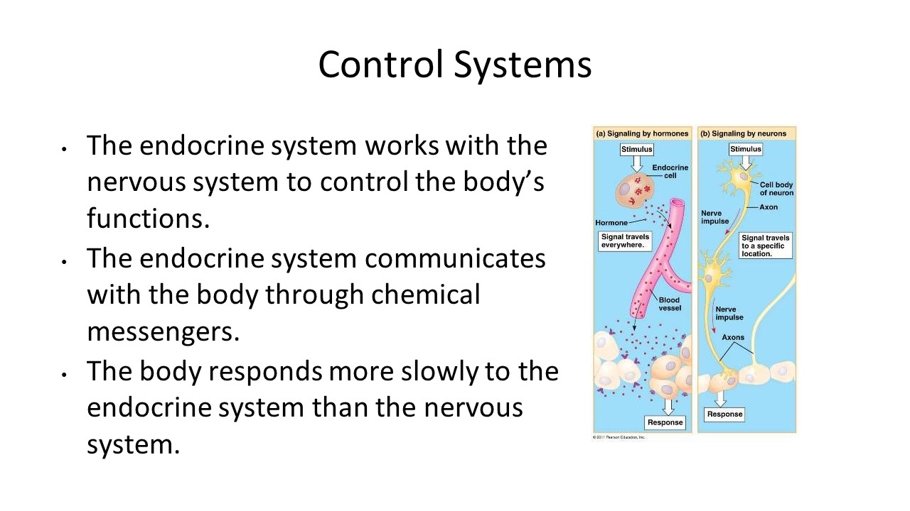 Essential Knowledge: Endocrine System | PEER Program (Youth STEM Promotion)