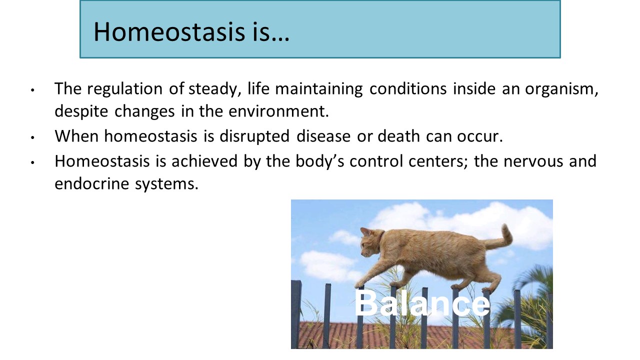 Essential Knowledge: Homeostasis and Feedback Mechanisms | PEER Program