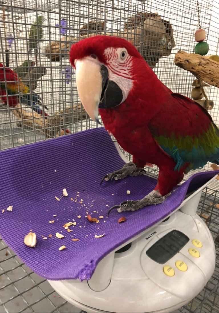 Parrot Bornavirus & Proventricular Dilatation Disease - Schubot Center ...