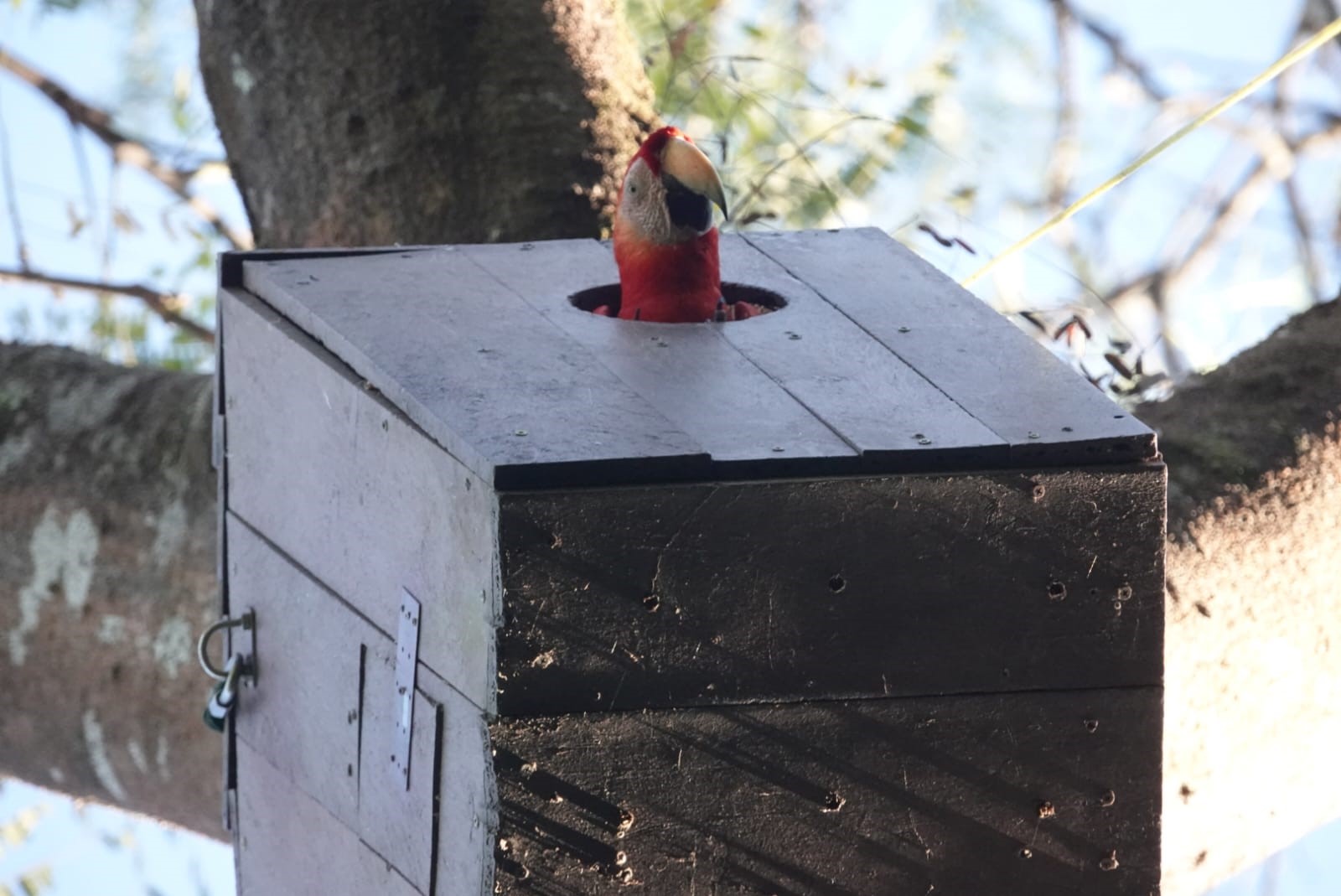 A new breeding season starts at Bosque Escondido, Costa Rica - The ...