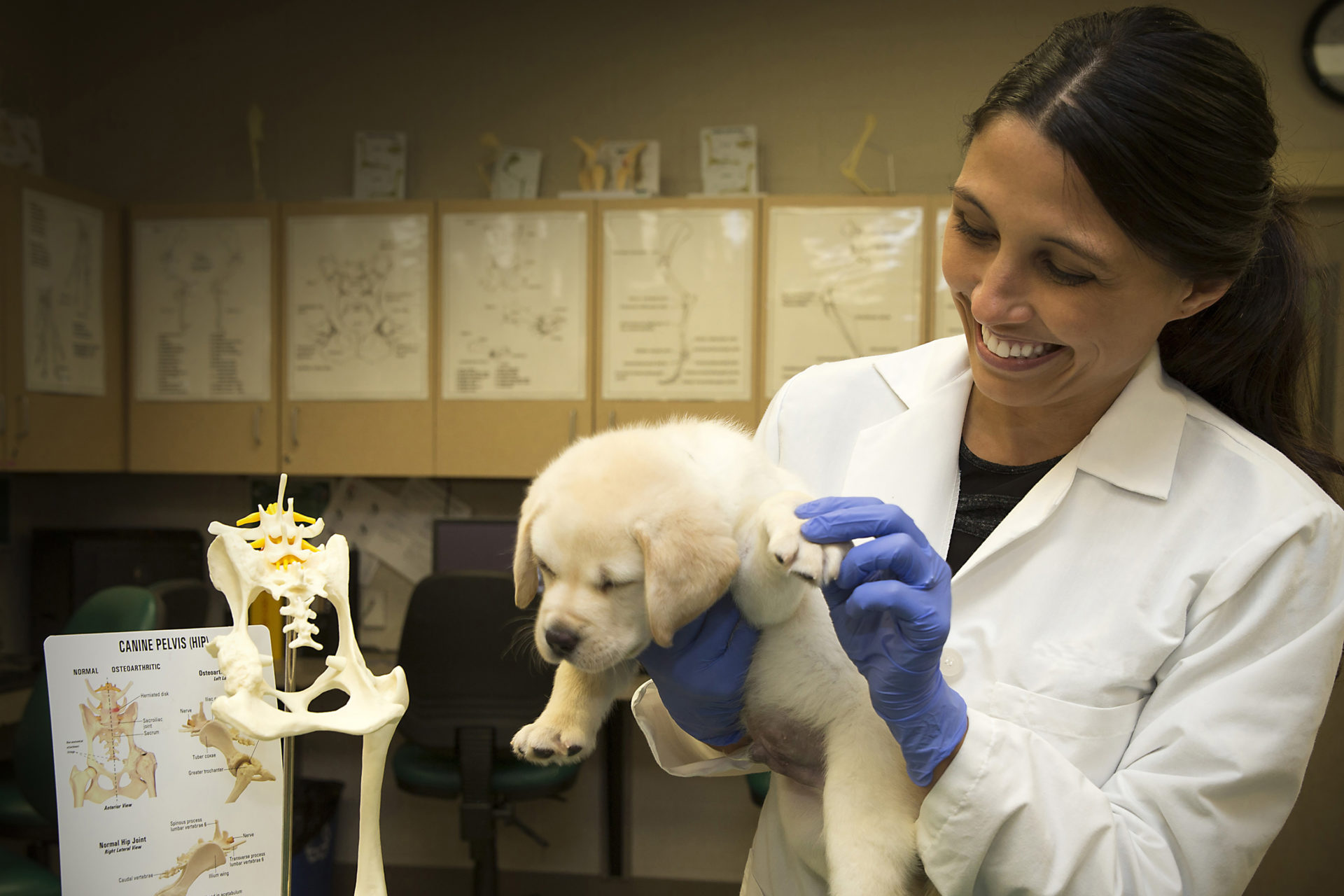 Home - Small Animal Clinical Sciences